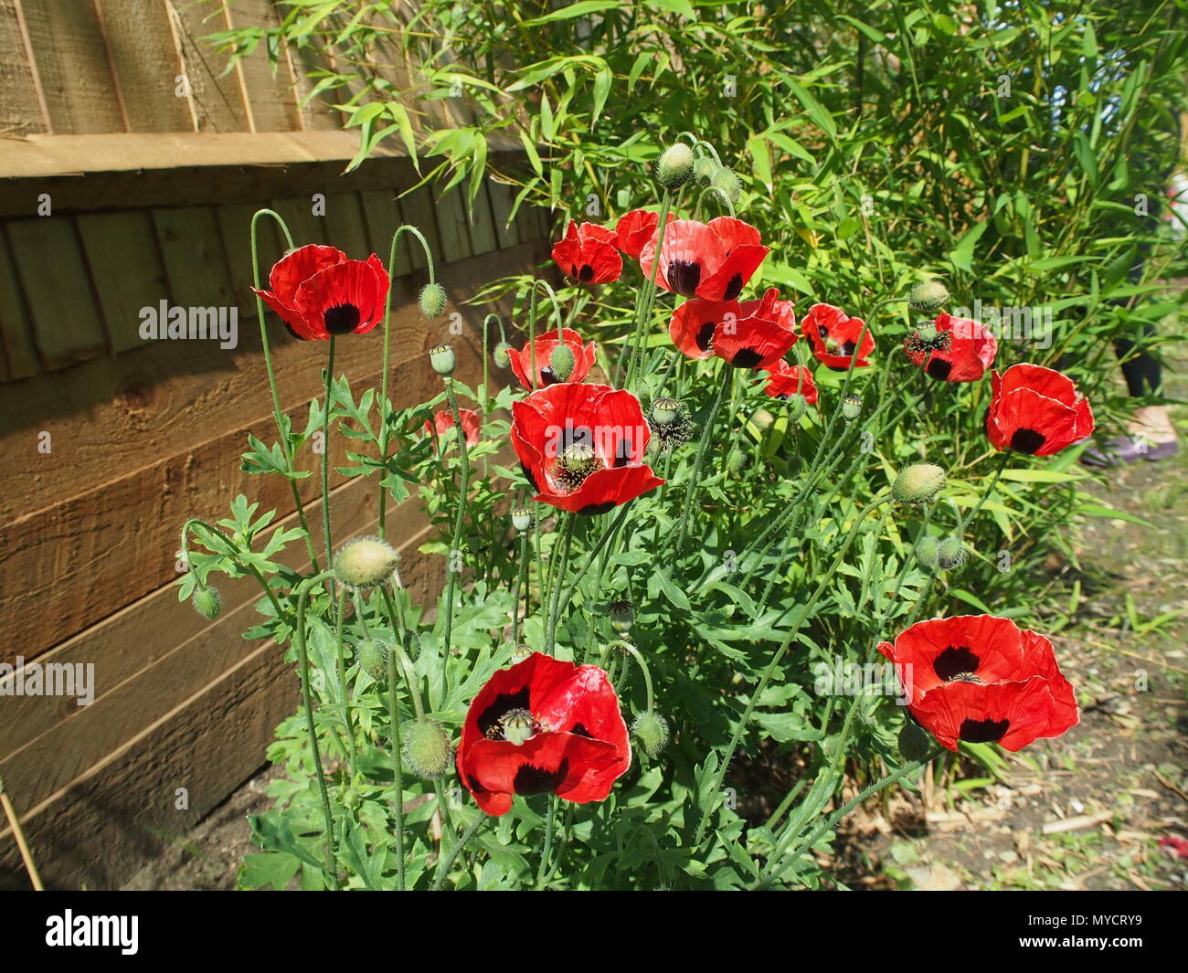 Red and black ladybird poppies fully open in the sunshine, group of ...