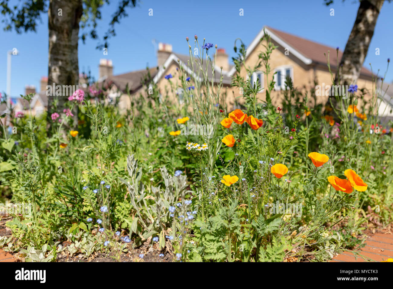 Small wildflower display on lone public flower bed situated in busy ...