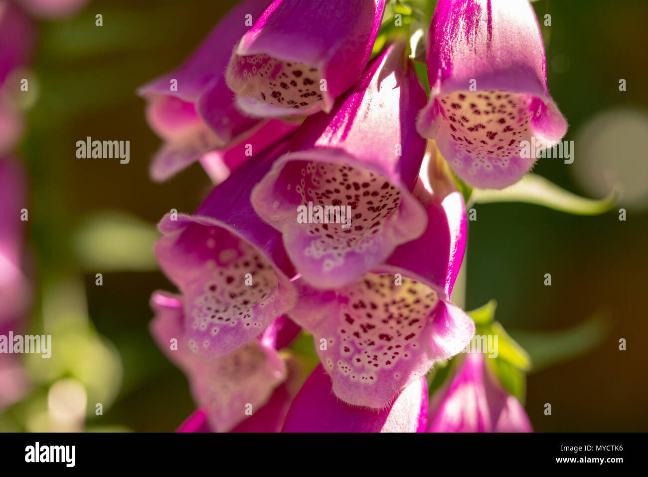 Vivid Spots High Resolution Stock Photography and Images - Alamy