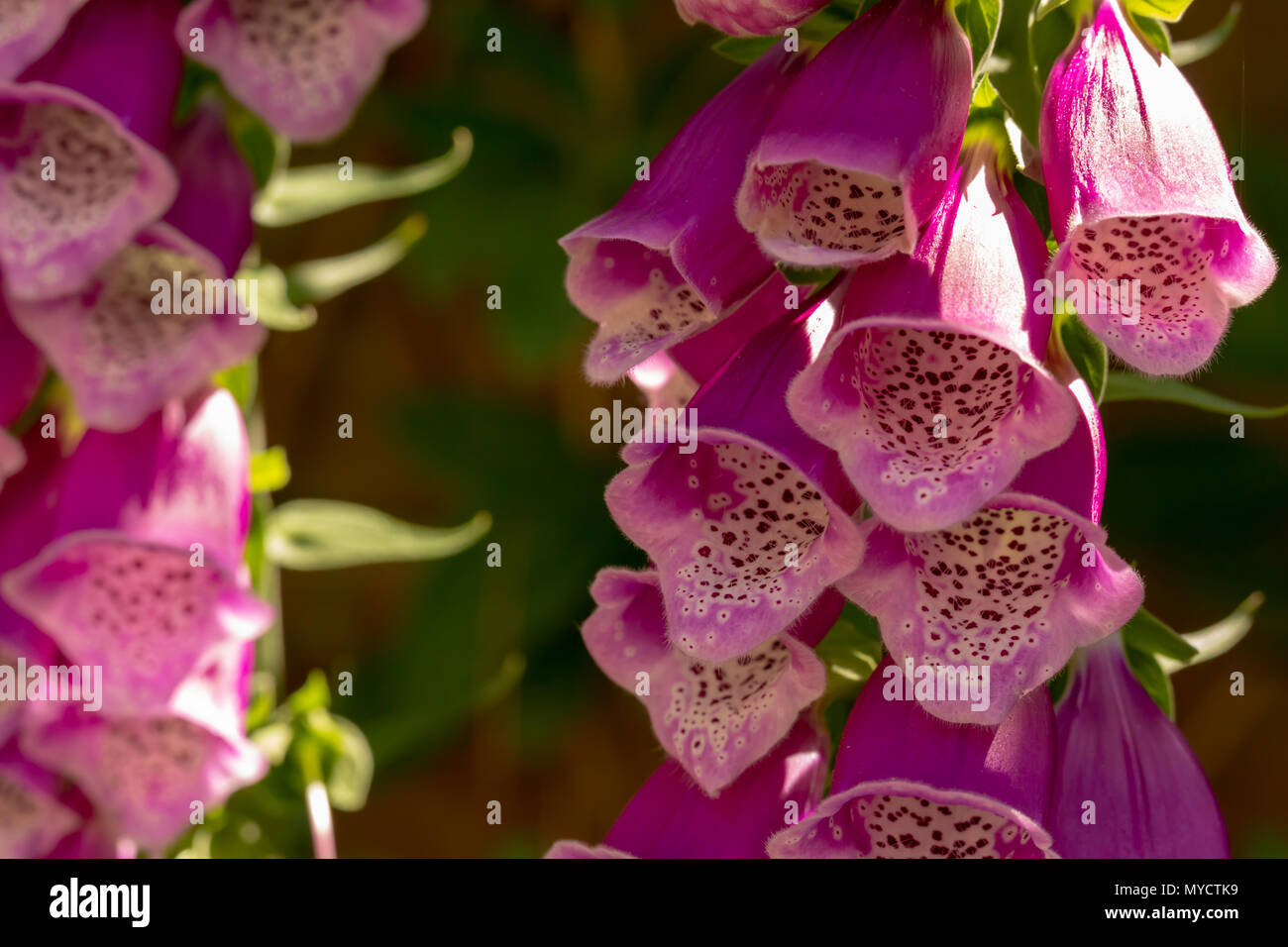 Two groups of Foxglove flowers with narrow depth of field Stock Photo ...