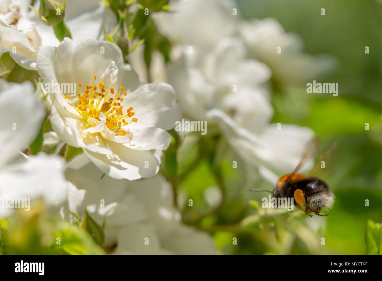 White rose anthers hi-res stock photography and images - Alamy