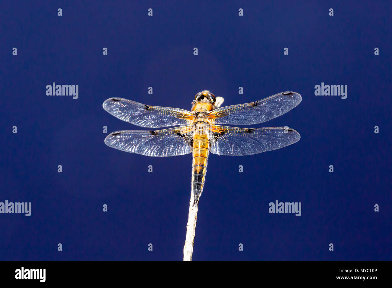 Four Winged Insect High Resolution Stock Photography and Images - Alamy