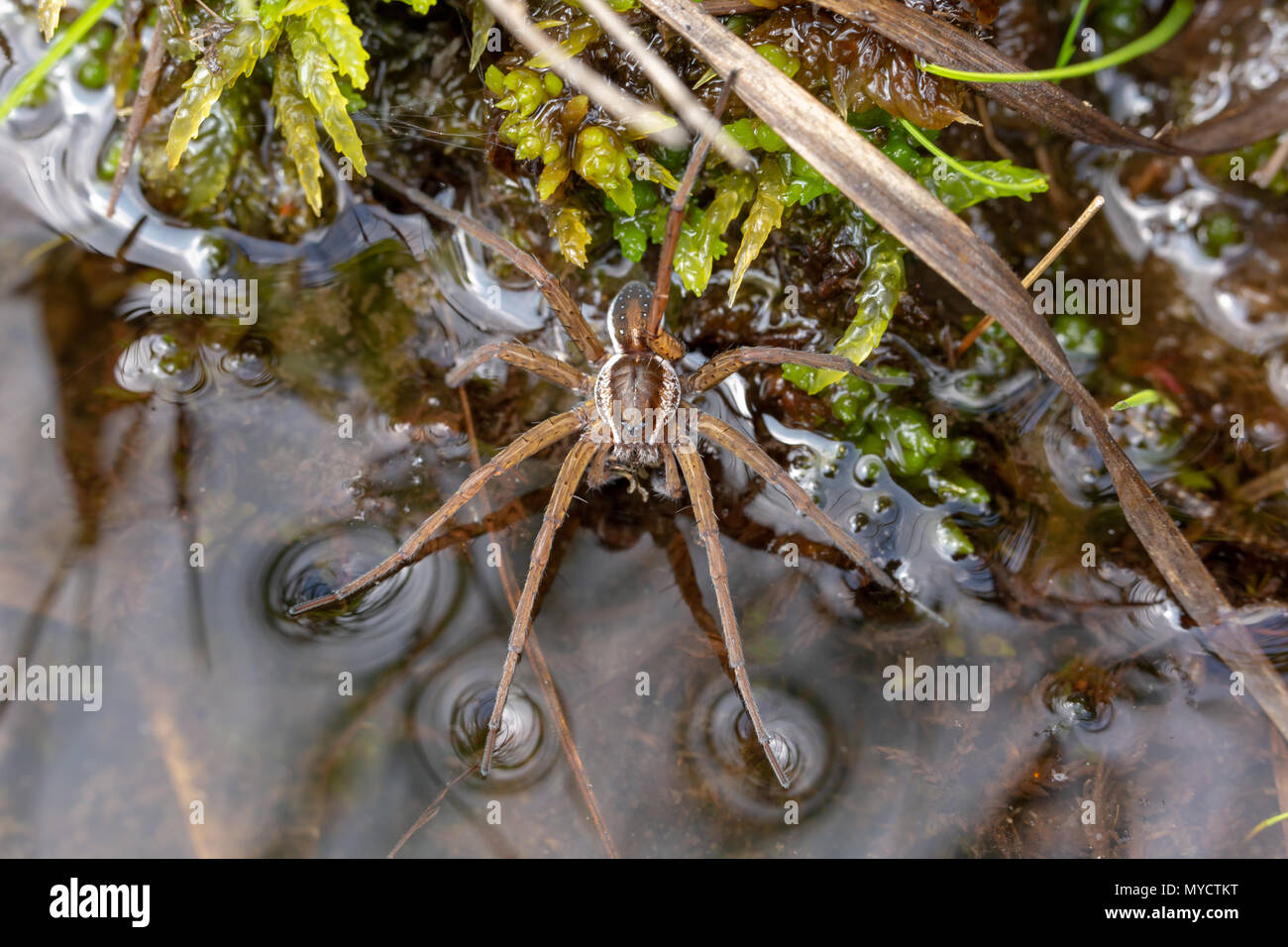 Raft spider on waters edge eating a Weevil on Canford heath nature ...