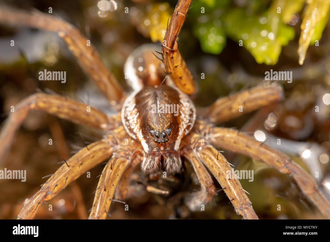 Macro shot of Raft spider poised on edge of water on Canford heath ...