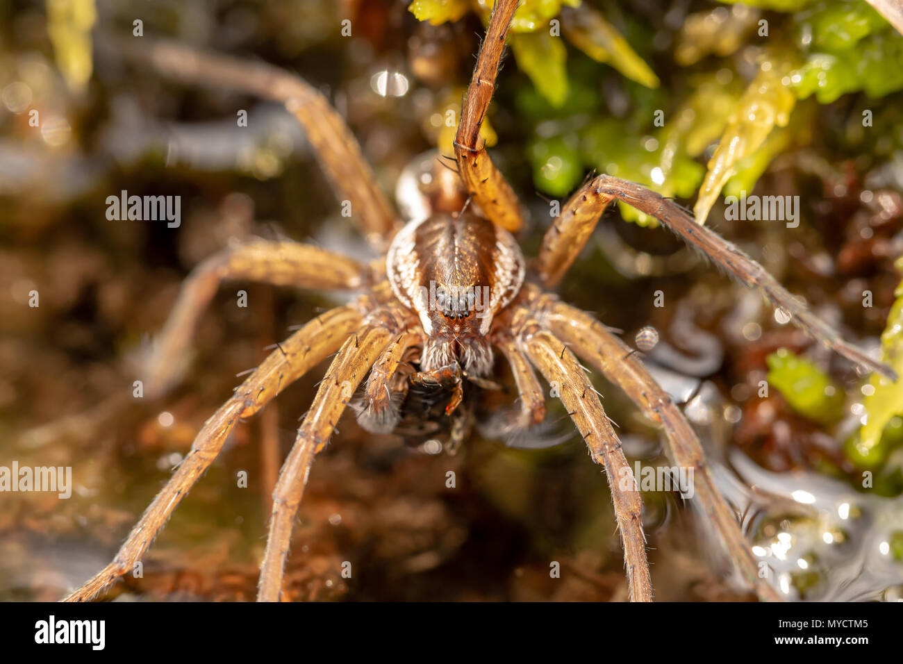 Macro shot of Raft spider poised on edge of water on Canford heath ...