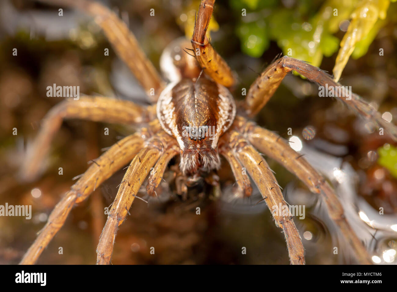 Macro shot of Raft spider poised on edge of water on Canford heath ...