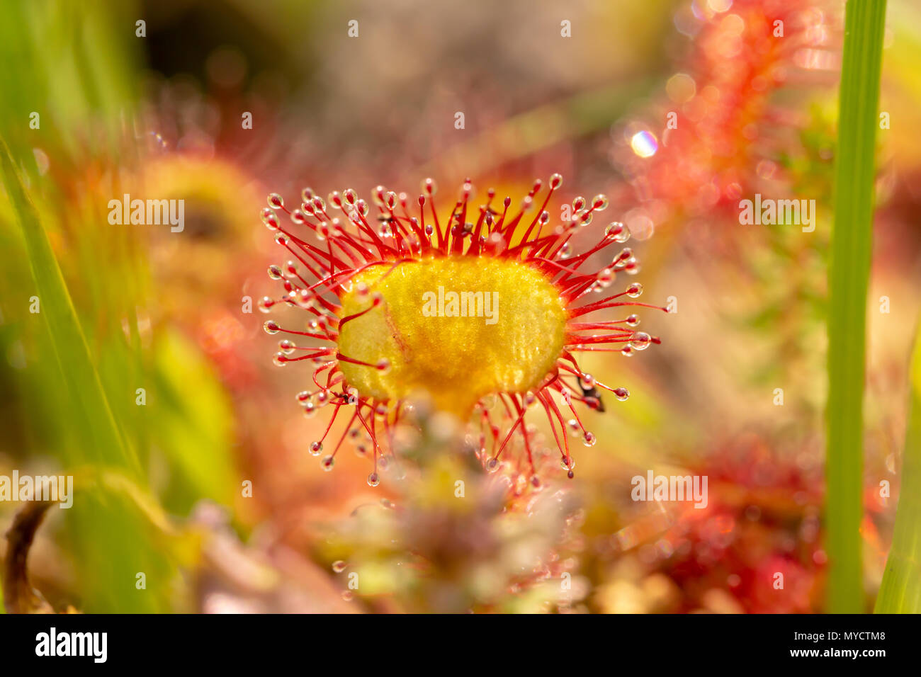 Macro shot of single Common Sundew leaf centered in image with blurred ...