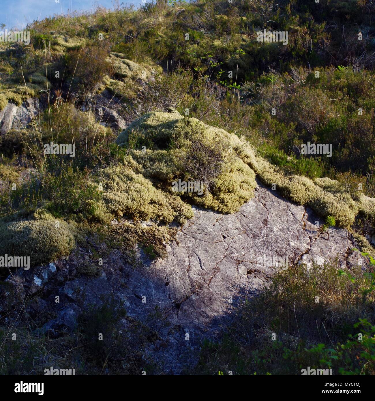 Scottish Moss High Resolution Stock Photography and Images - Alamy