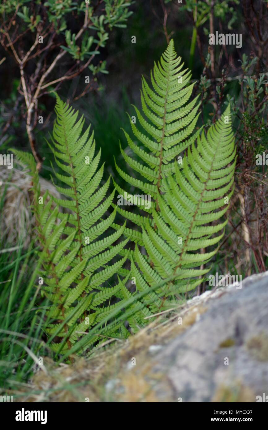 Elegant Fern Growing Behind a Boulder. Beinn Eighe NNR, Kinlochewe ...