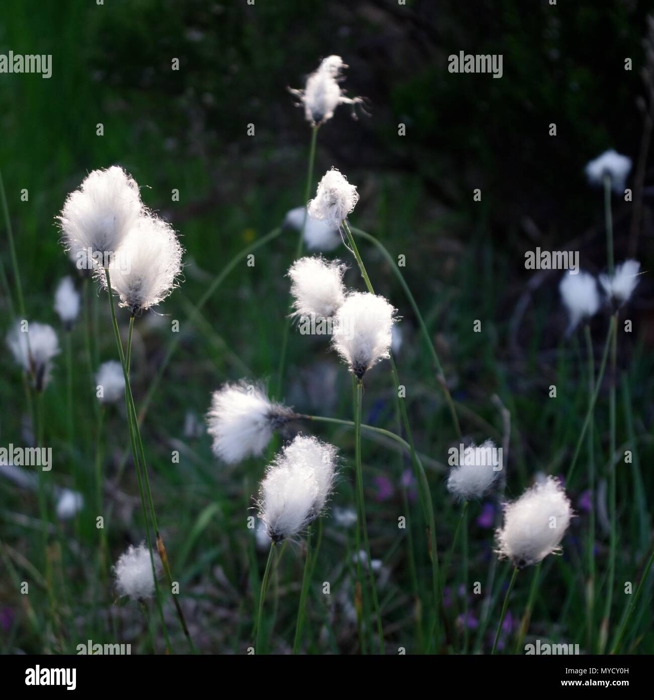 Close up of Backlit Common Cotton-Grass (Eriophorum angustifolium ...