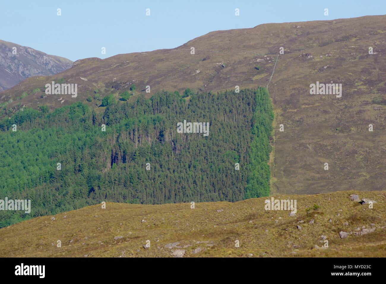 Conifer plantation scotland hi-res stock photography and images - Alamy