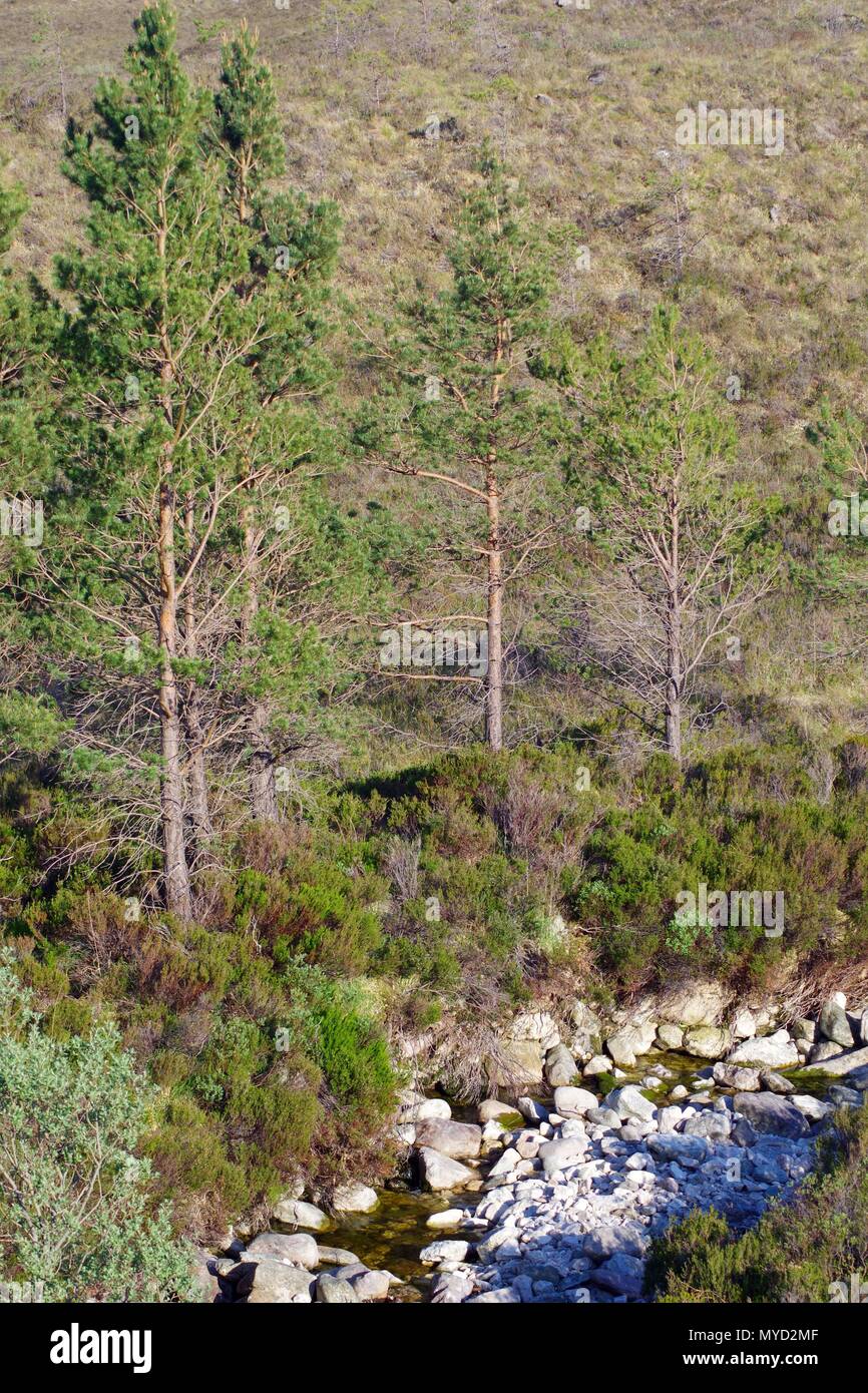 Scots Pine Trees (Pinus sylvestris) Growing by a Mountain Burn. Beinn ...
