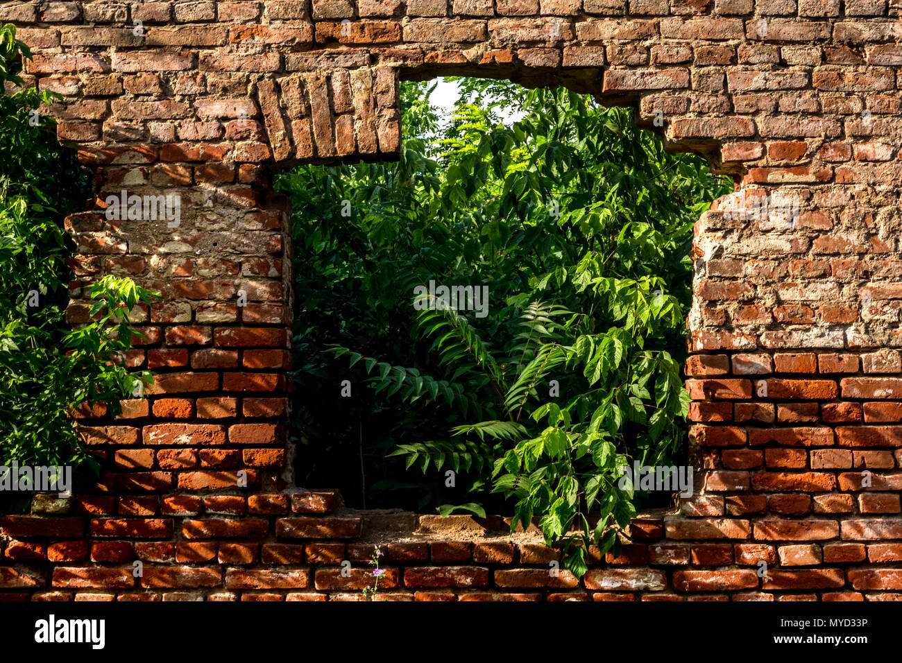 Red brick wall with old ruin window on house and green flora inside ...