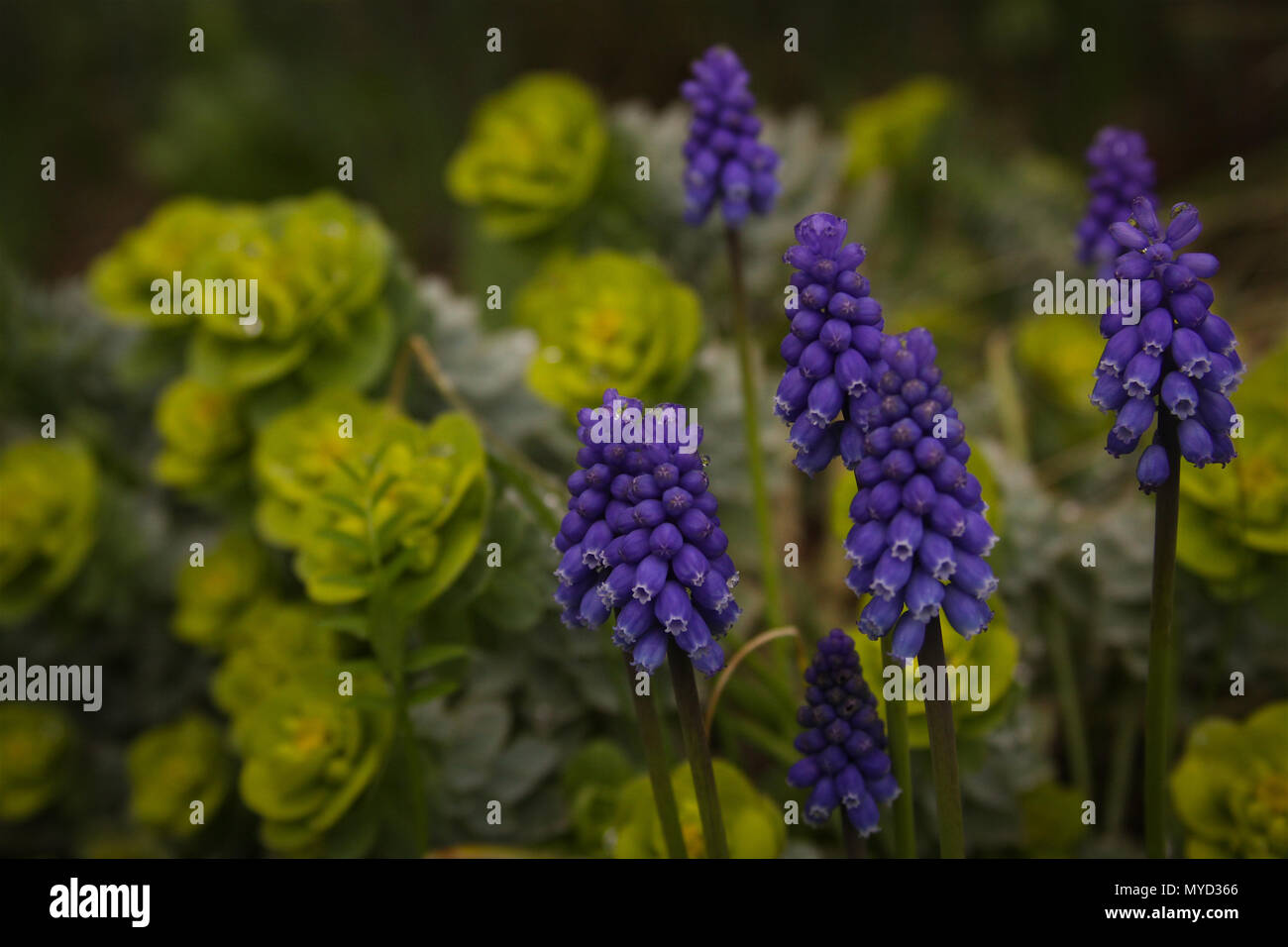 An array of purple flowers Stock Photo - Alamy