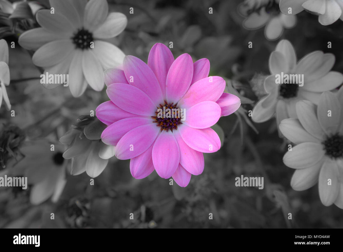 Colorless flowers hi-res stock photography and images - Alamy