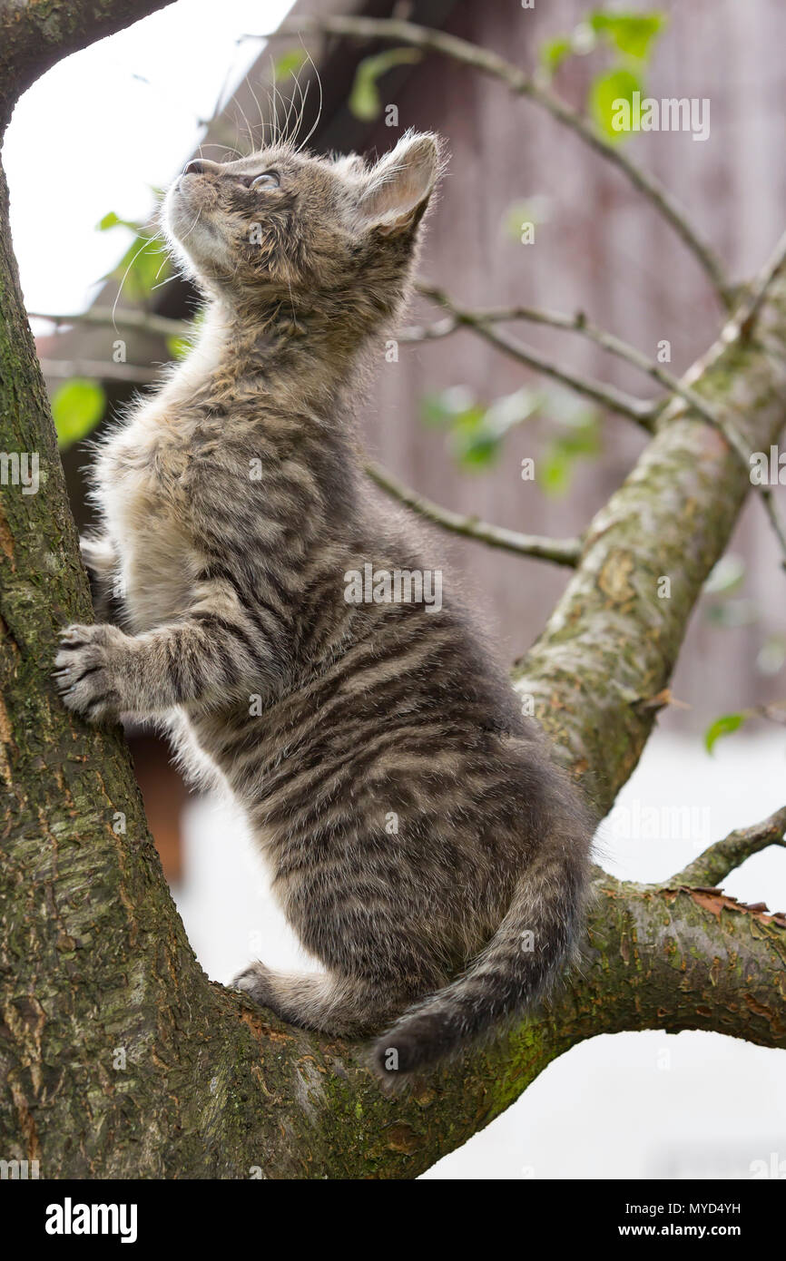 Adorable Kitten outdoor in his natural habitat Stock Photo - Alamy