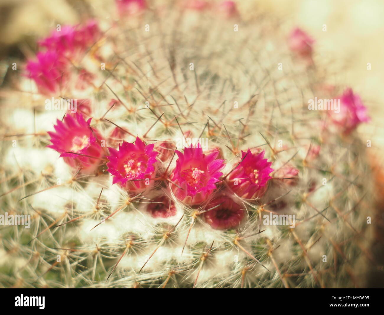 Spiny cactus hi-res stock photography and images - Alamy
