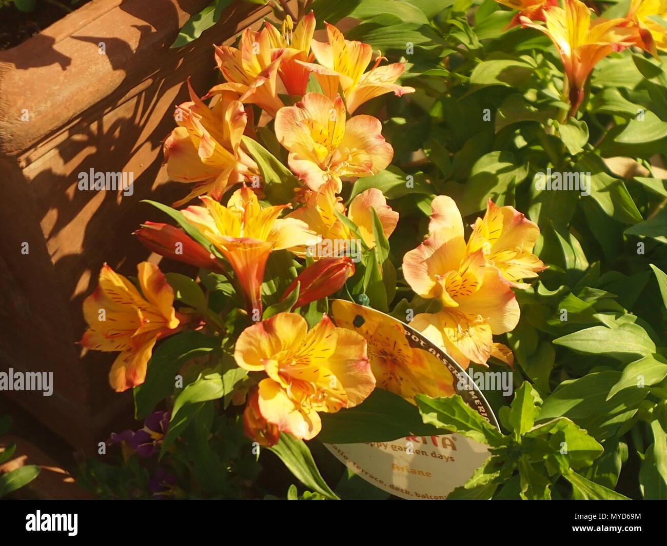 Alstroemeria sunshine hi-res stock photography and images - Alamy