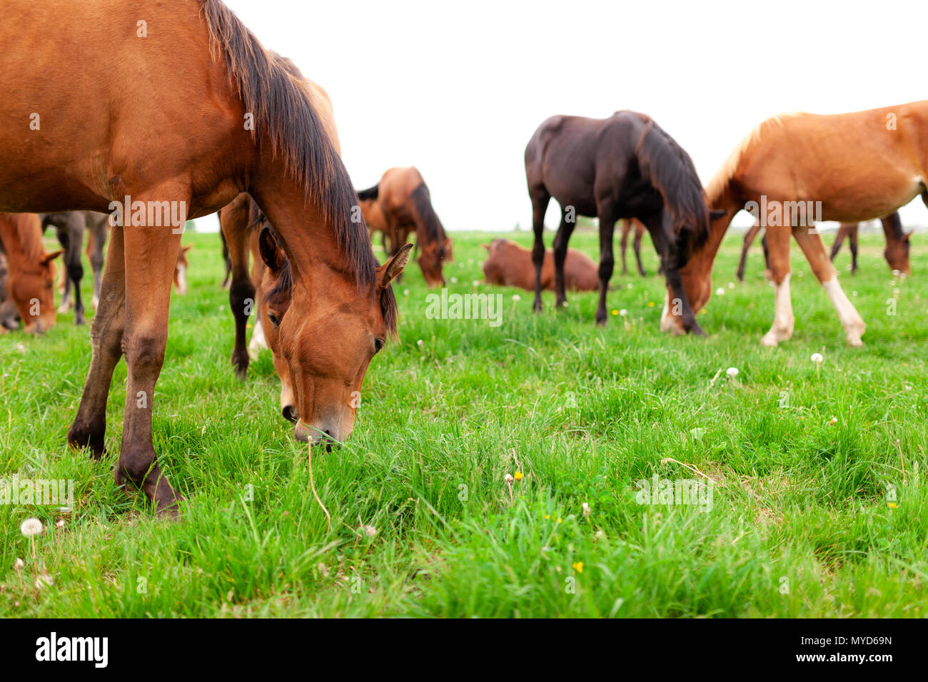 Yearlings hi-res stock photography and images - Alamy