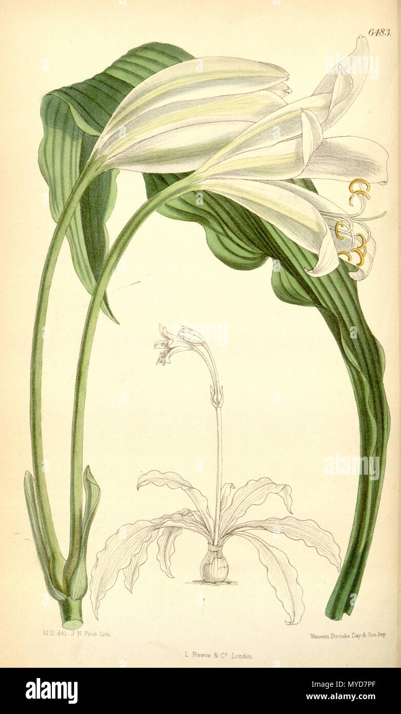 . Crinum jagus . 1880. Curtis's Botanical Magazine 126 Crinum jagus (as ...