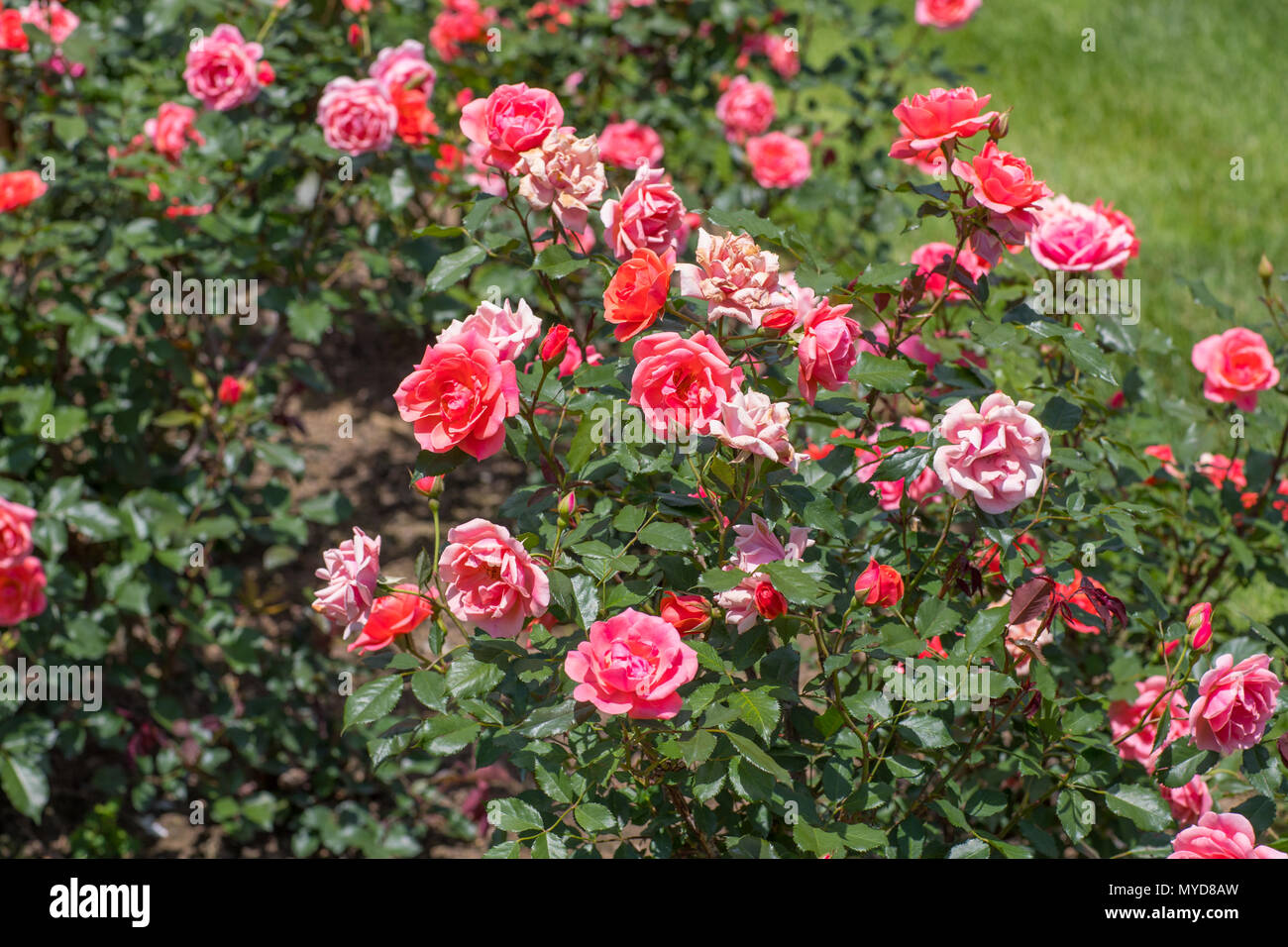 Beautiful colorful climbing roses in spring in the garden Stock Photo ...