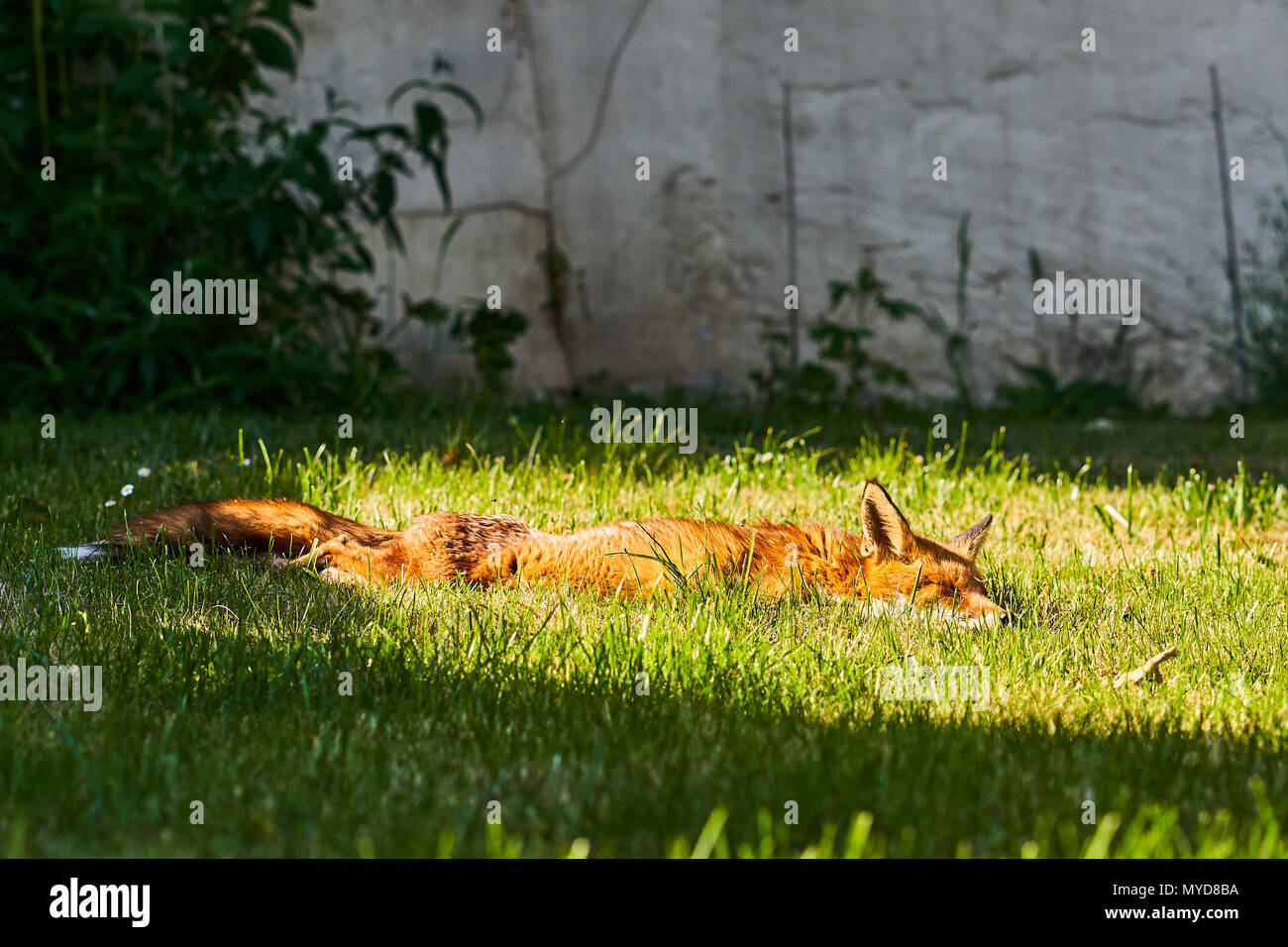 Red foxes in london garden hi-res stock photography and images - Alamy