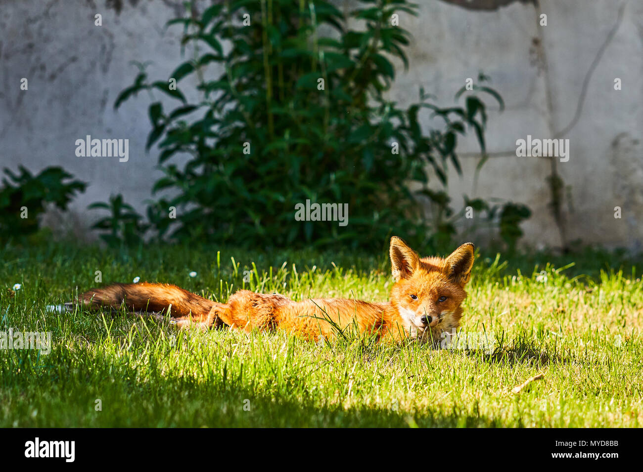 Red foxes in london garden hi-res stock photography and images - Alamy