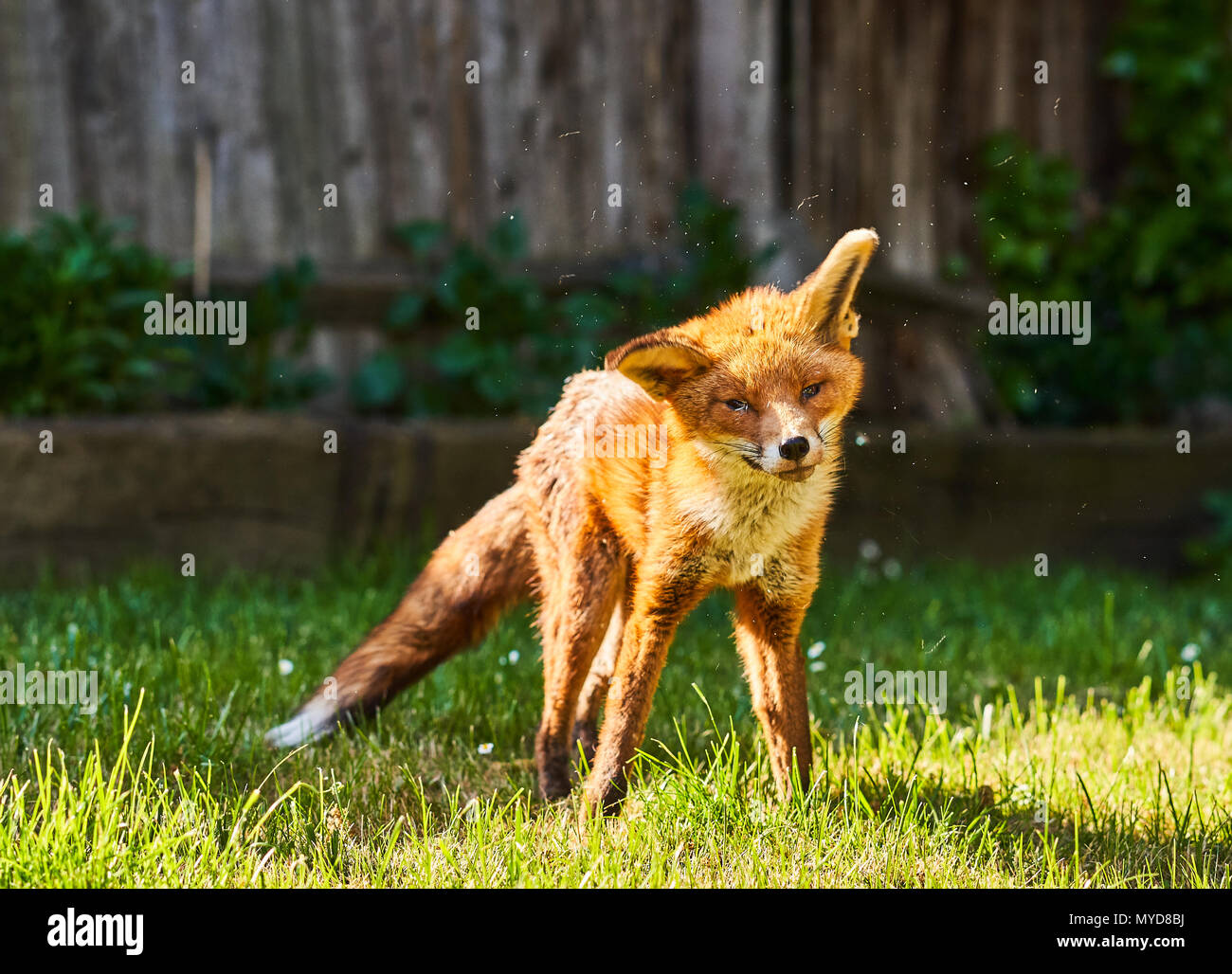 Red foxes in london garden hi-res stock photography and images - Alamy