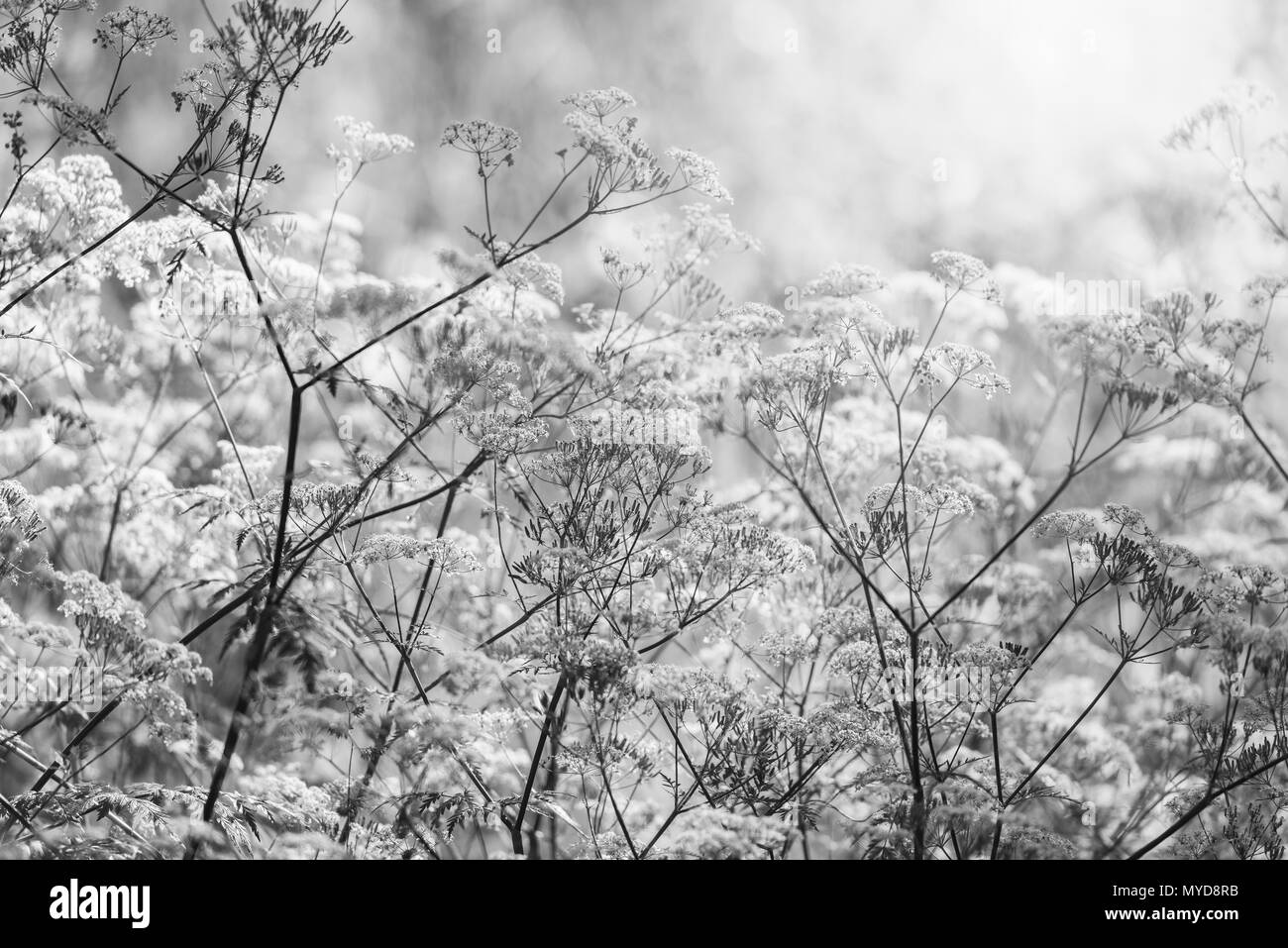 Umbellate plant on the meadow at sunny day time Stock Photo - Alamy