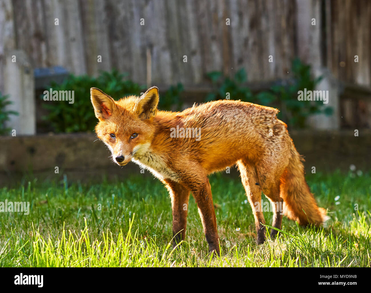 Urban Fox in garden in South London Stock Photo - Alamy