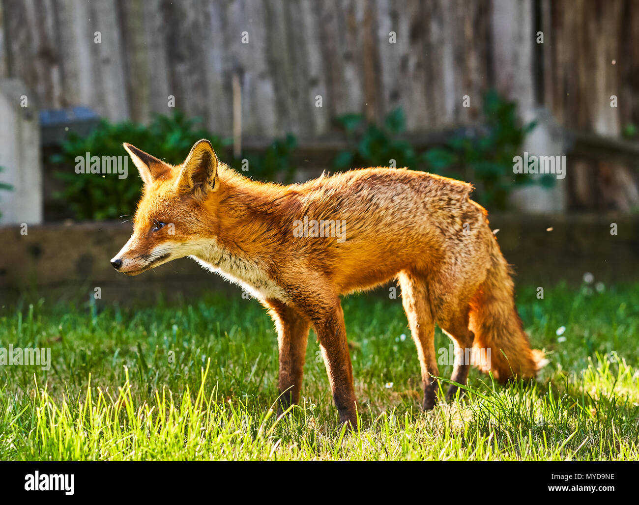 Urban fox city hi-res stock photography and images - Alamy