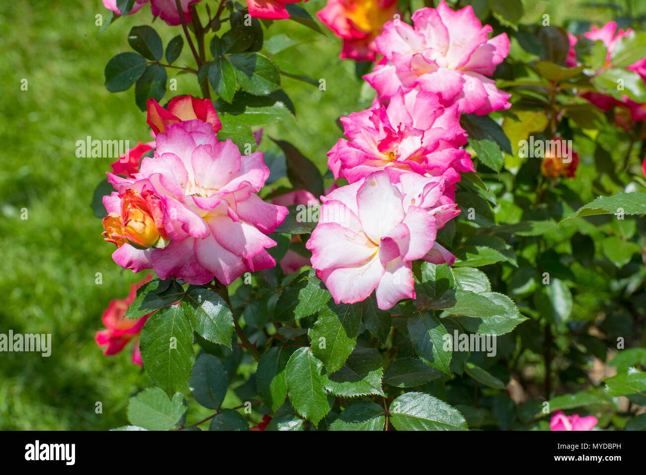 Beautiful colorful climbing roses in spring in the garden Stock Photo ...