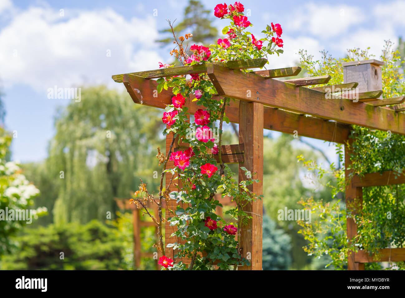 Beautiful colorful climbing roses in spring in the garden Stock Photo ...
