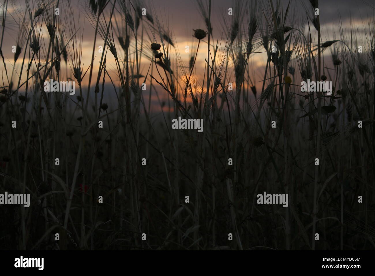 the wheat field has poetry Stock Photo - Alamy