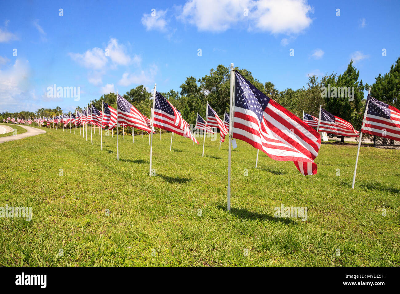 Patriotic display of multiple large American flags wave in the wind ...