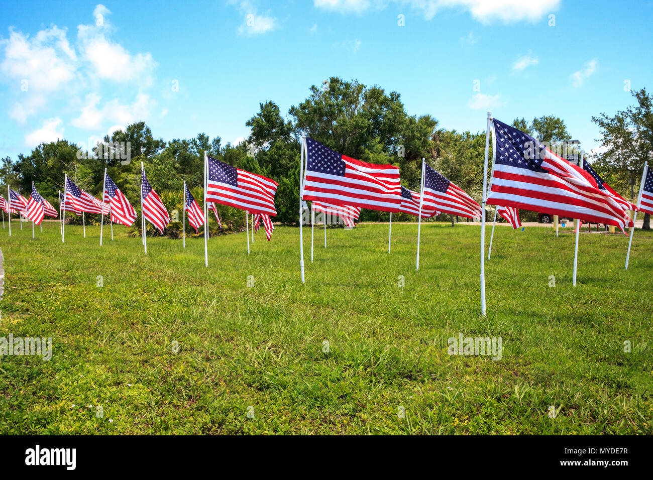 Patriotic display of multiple large American flags wave in the wind ...