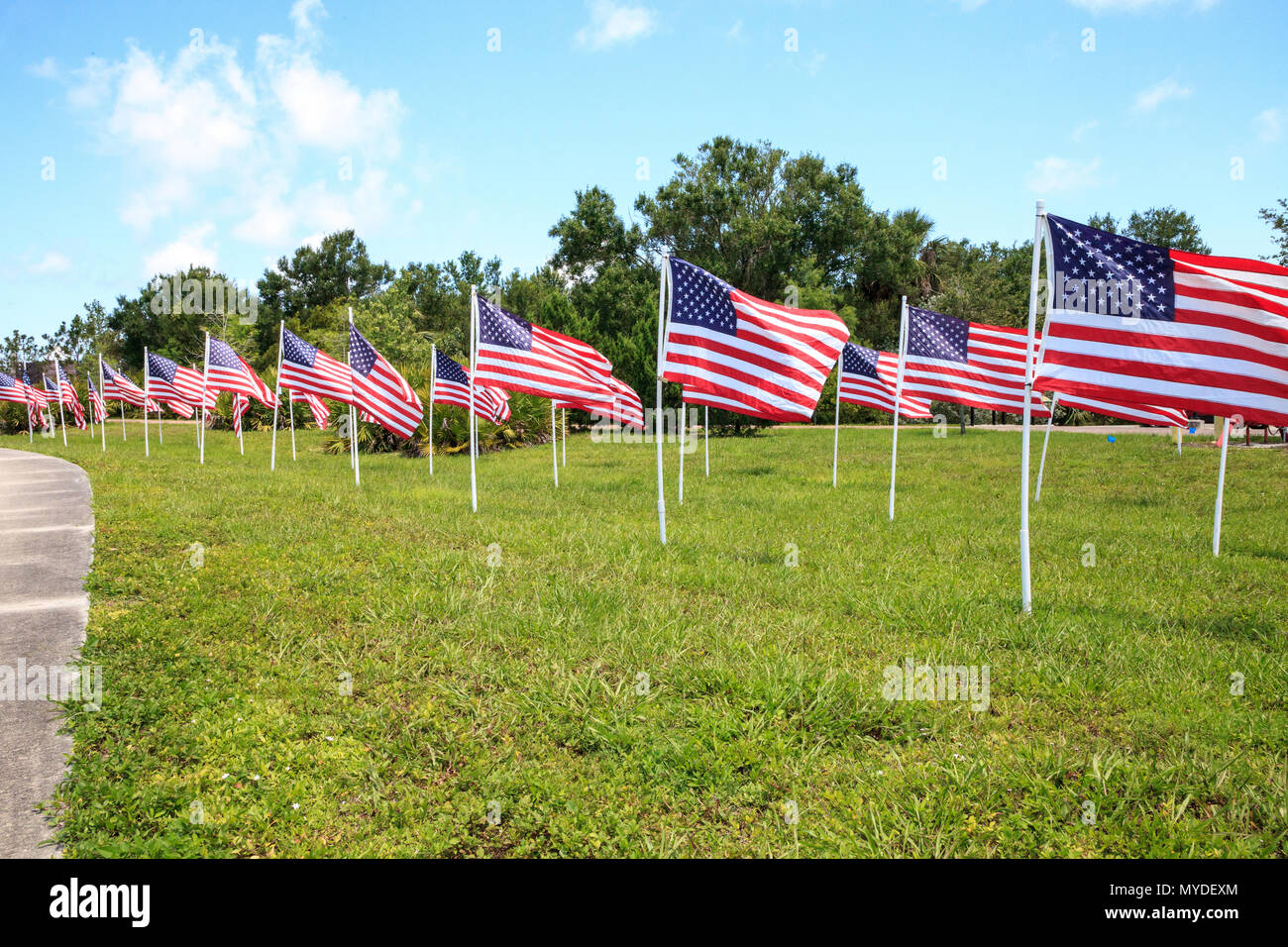 Patriotic display of multiple large American flags wave in the wind ...