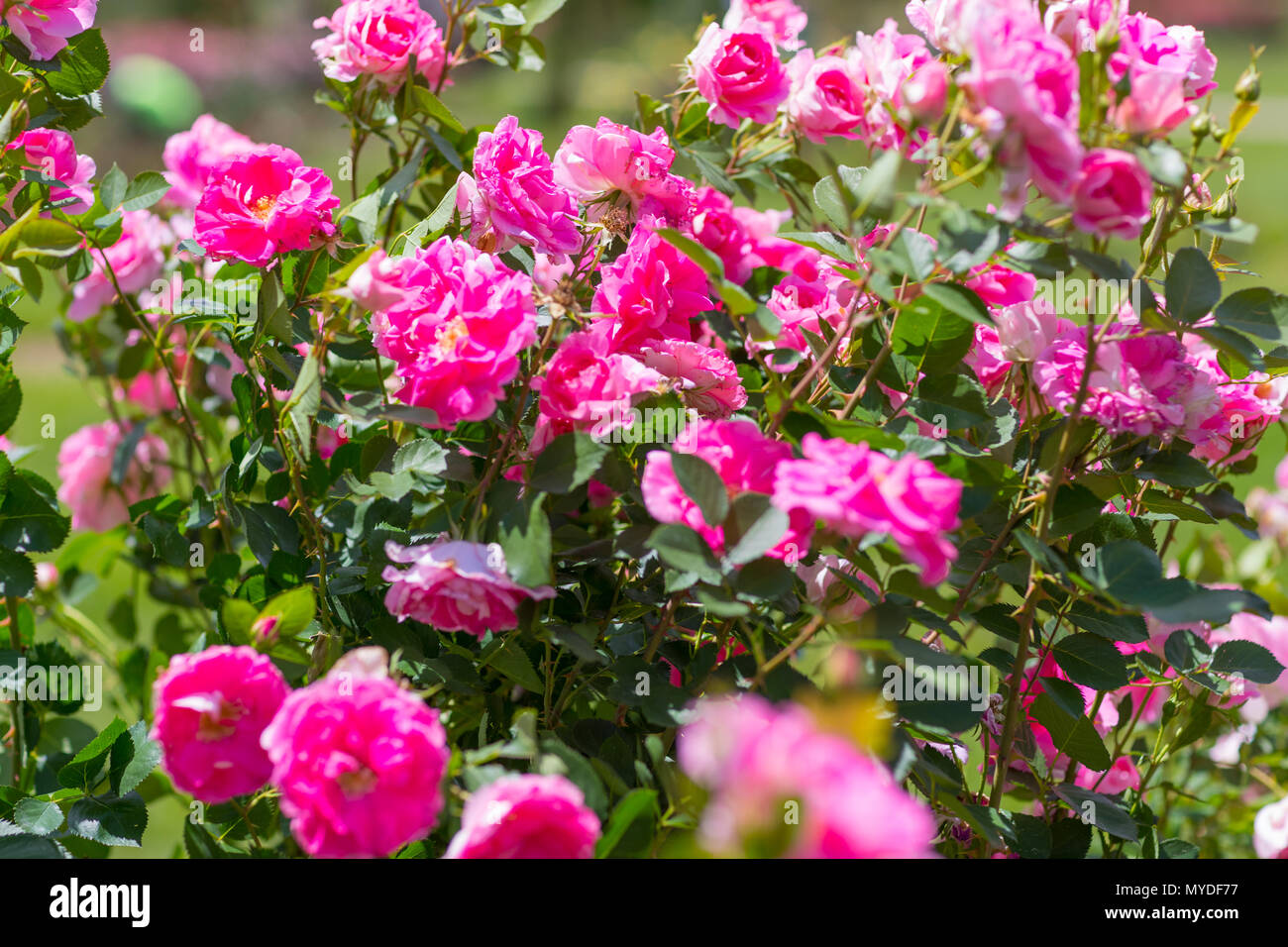 Beautiful colorful climbing roses in spring in the garden Stock Photo ...