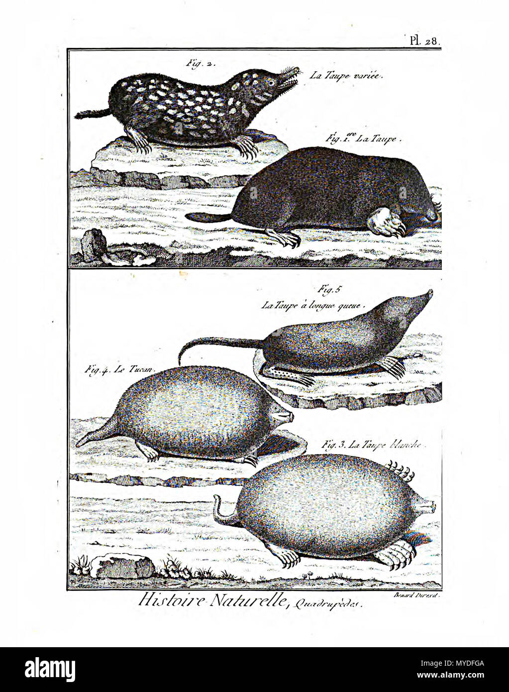 163 Encyclopédie méthodique - Mammalogie, Pl28 Stock Photo - Alamy