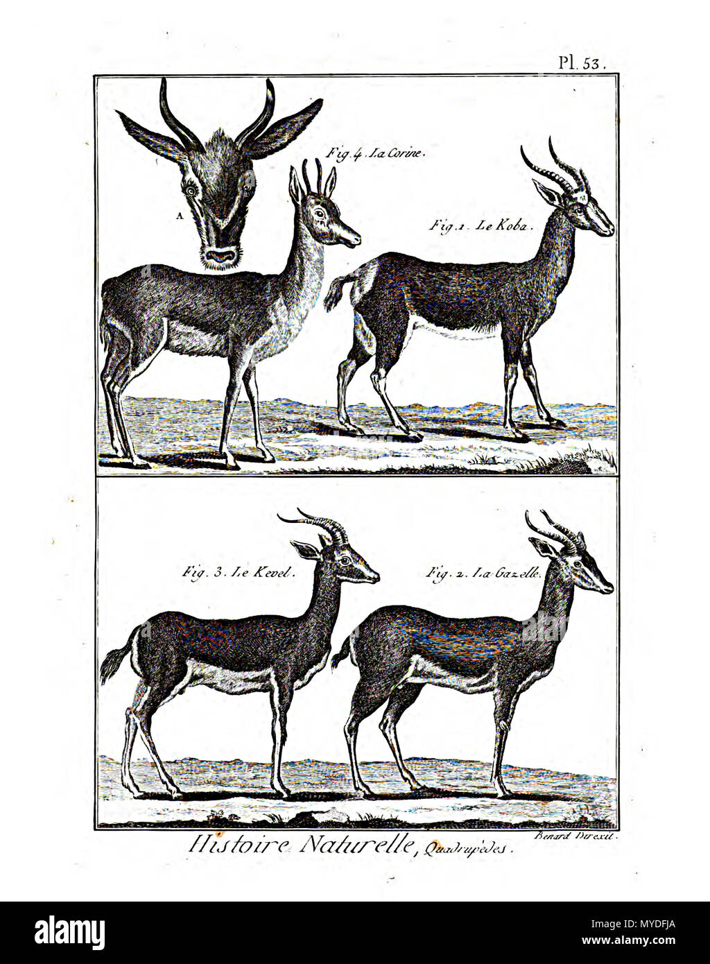 18th century taxonomy hi-res stock photography and images - Alamy