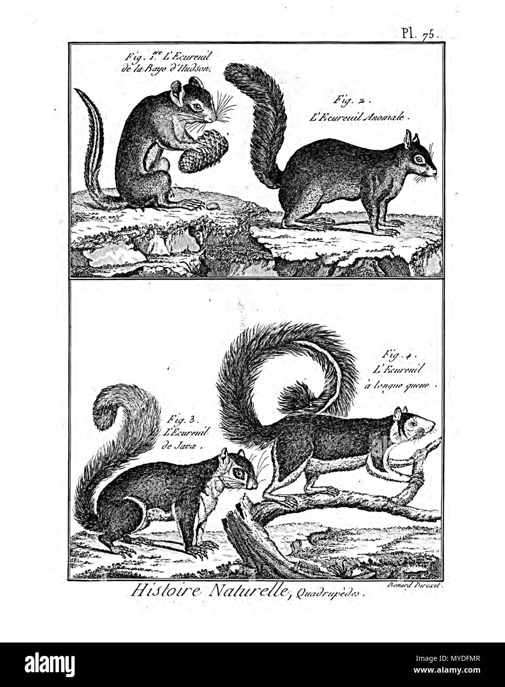 Mammal diversity collection Black and White Stock Photos & Images - Alamy