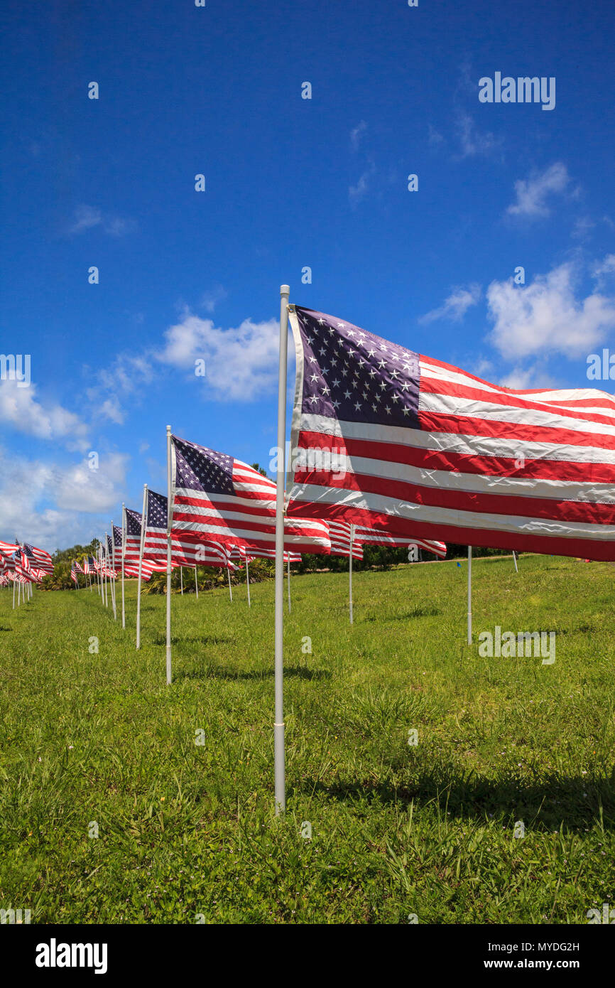 Patriotic display of multiple large American flags wave in the wind ...