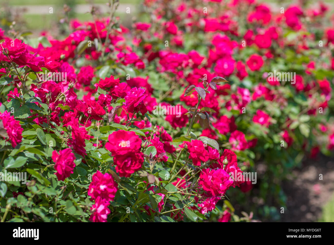 Beautiful colorful climbing roses in spring in the garden Stock Photo ...
