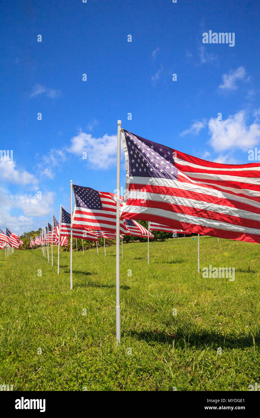 Patriotic display of multiple large American flags wave in the wind ...