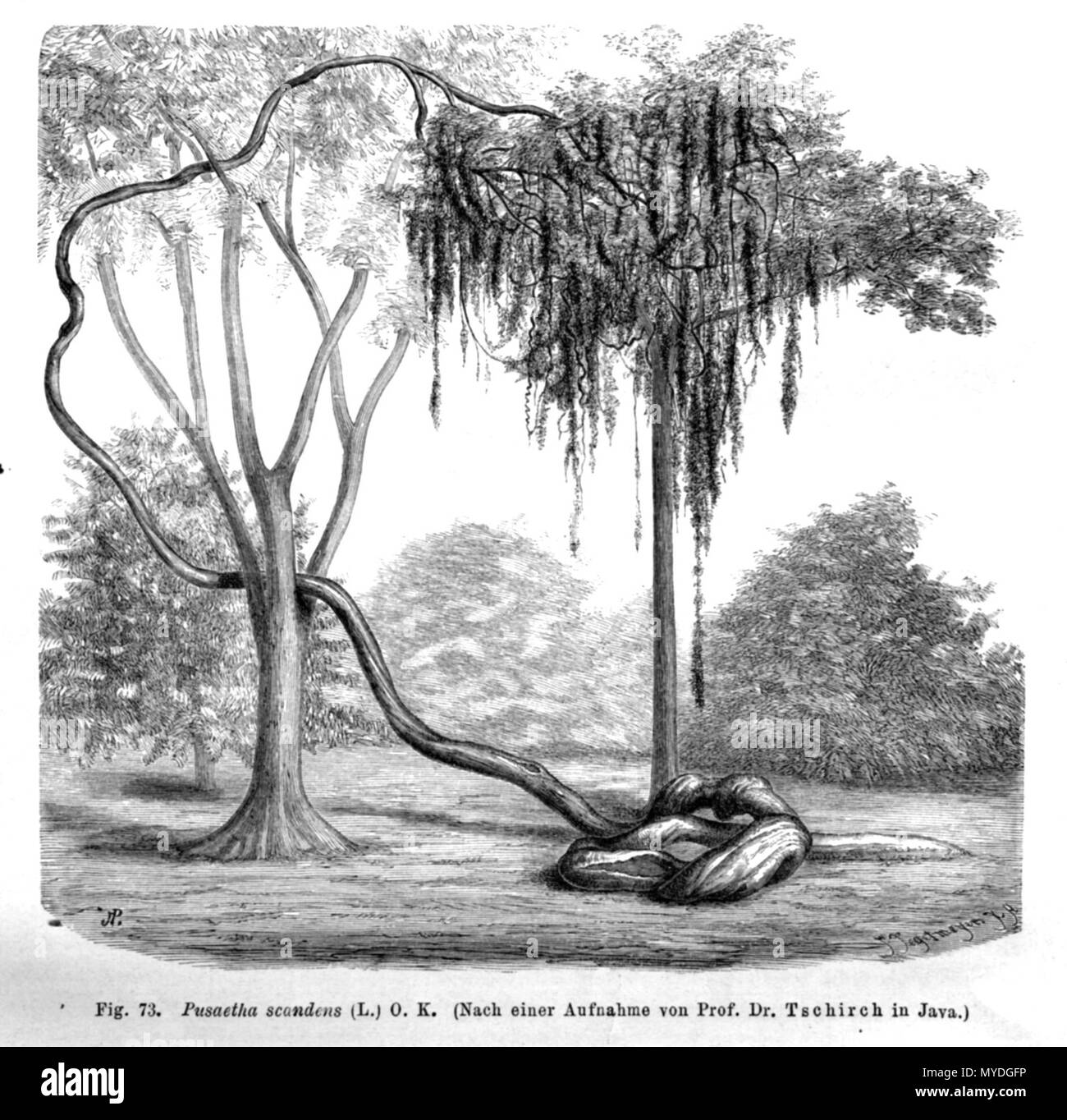 . Illustration from book . 1891. Paul Hermann Wilhelm Taubert (1862 ...