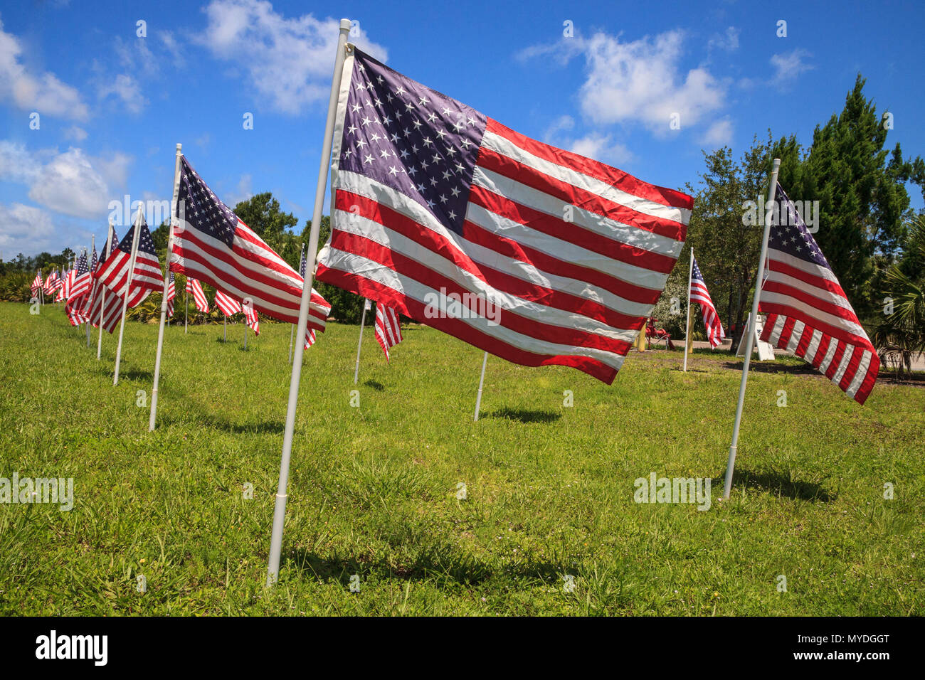 Patriotic display of multiple large American flags wave in the wind ...