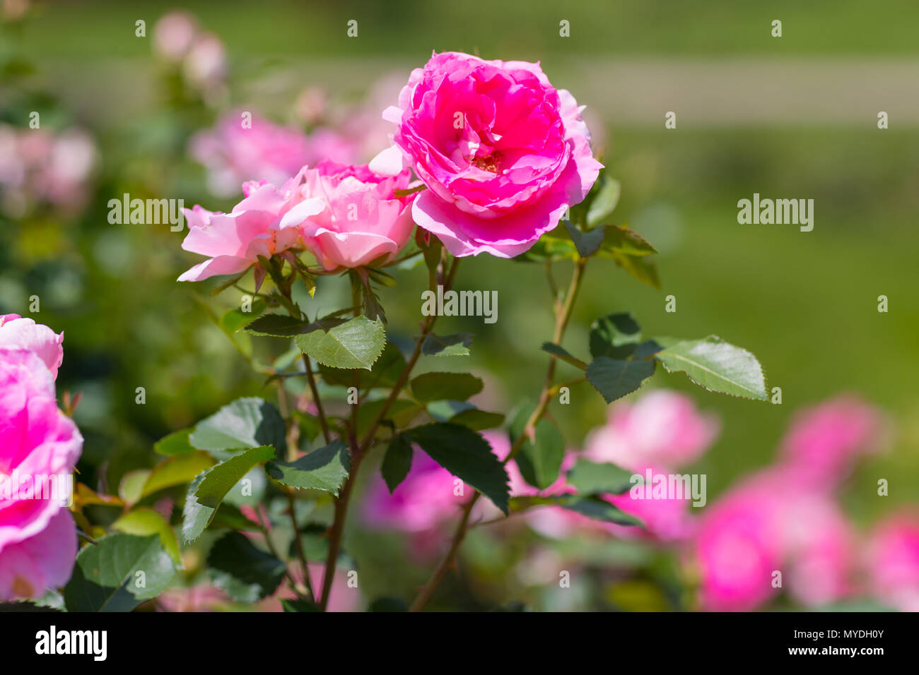 Beautiful colorful climbing roses in spring in the garden Stock Photo ...