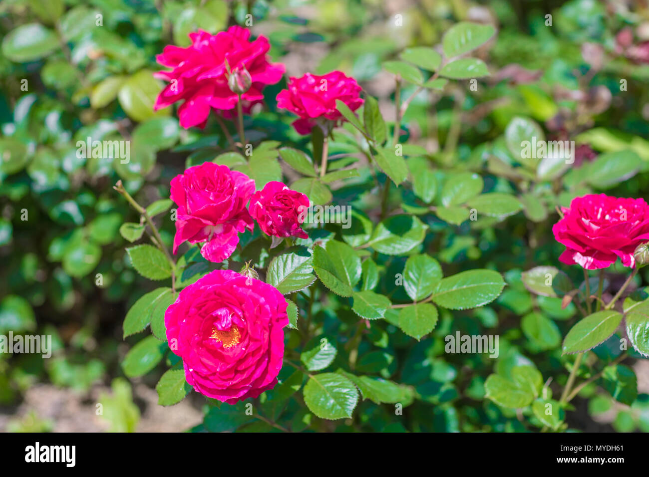 Beautiful colorful climbing roses in spring in the garden Stock Photo ...