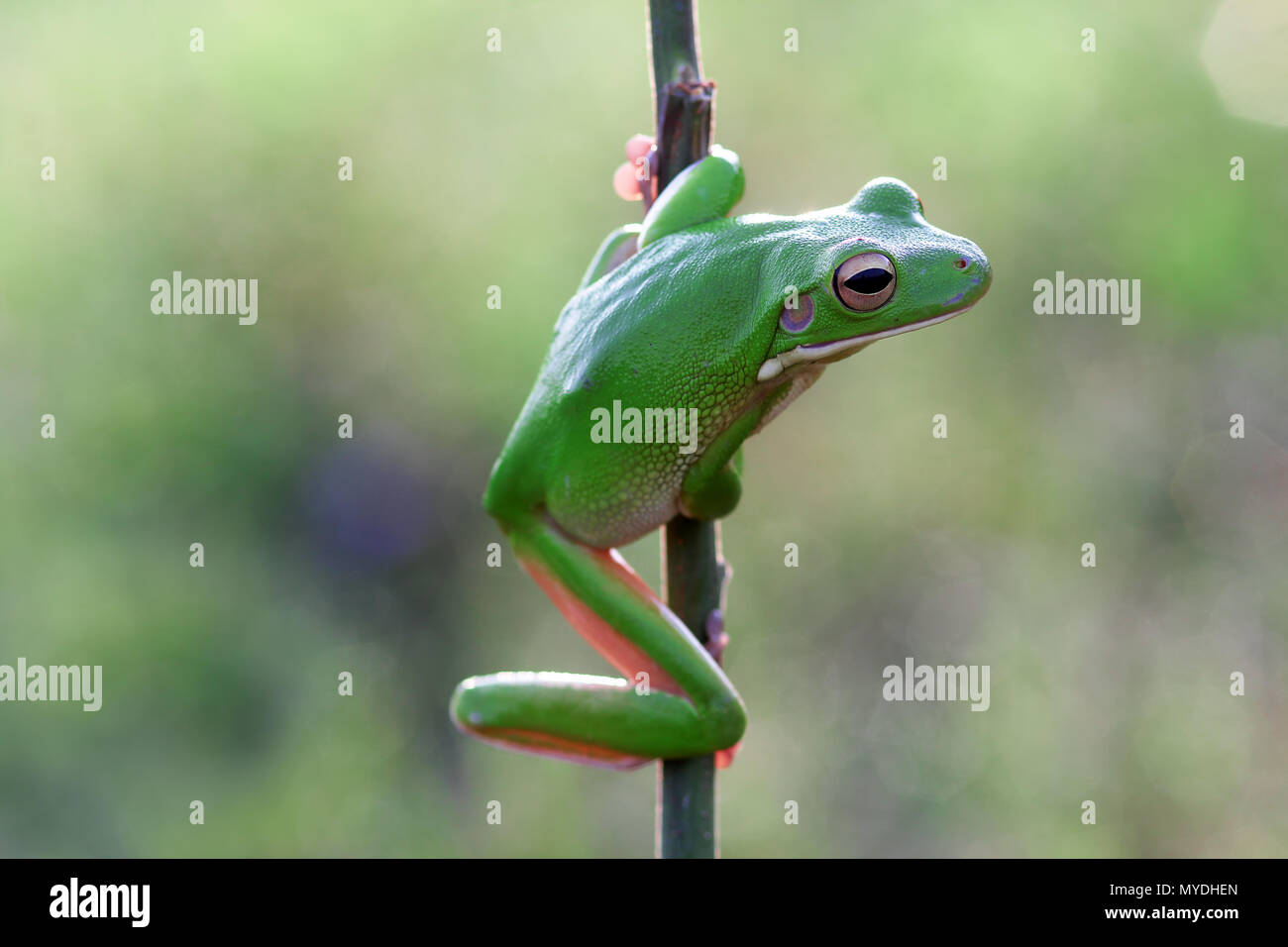 frogs, tree frogs, dumpy tree frogs on twigs Stock Photo - Alamy