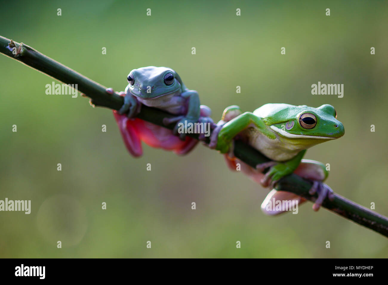 frogs, tree frogs, dumpy tree frogs on twigs Stock Photo - Alamy